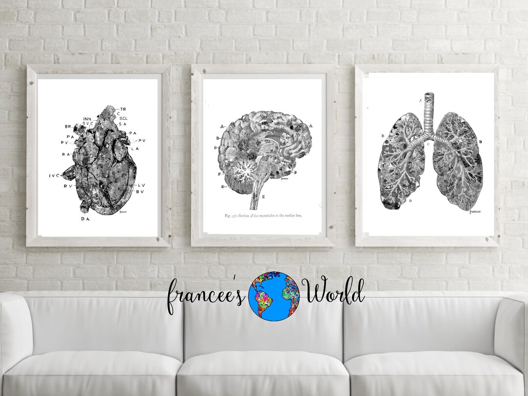 Medical Anatomy Art Prints: Heart, Lungs, Brain (digital Download ...