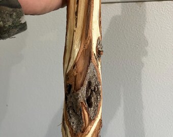 77 Diamond Willow BIG & PHENOMENAL STAFF You Carve, Walking Stick ...