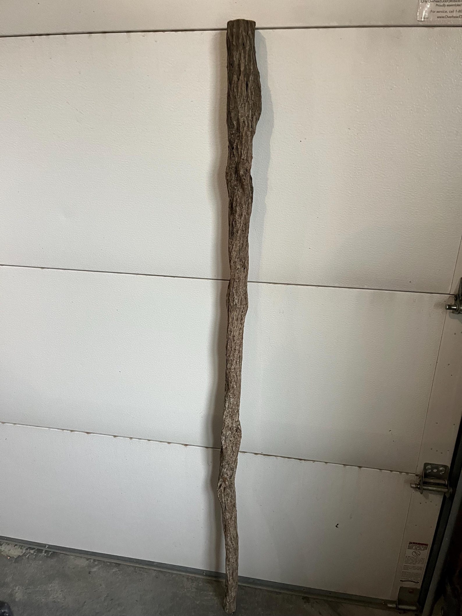 Diamond Willow Staff: 58" Walking Stick, 'you Carve' Cane, Twisted ...