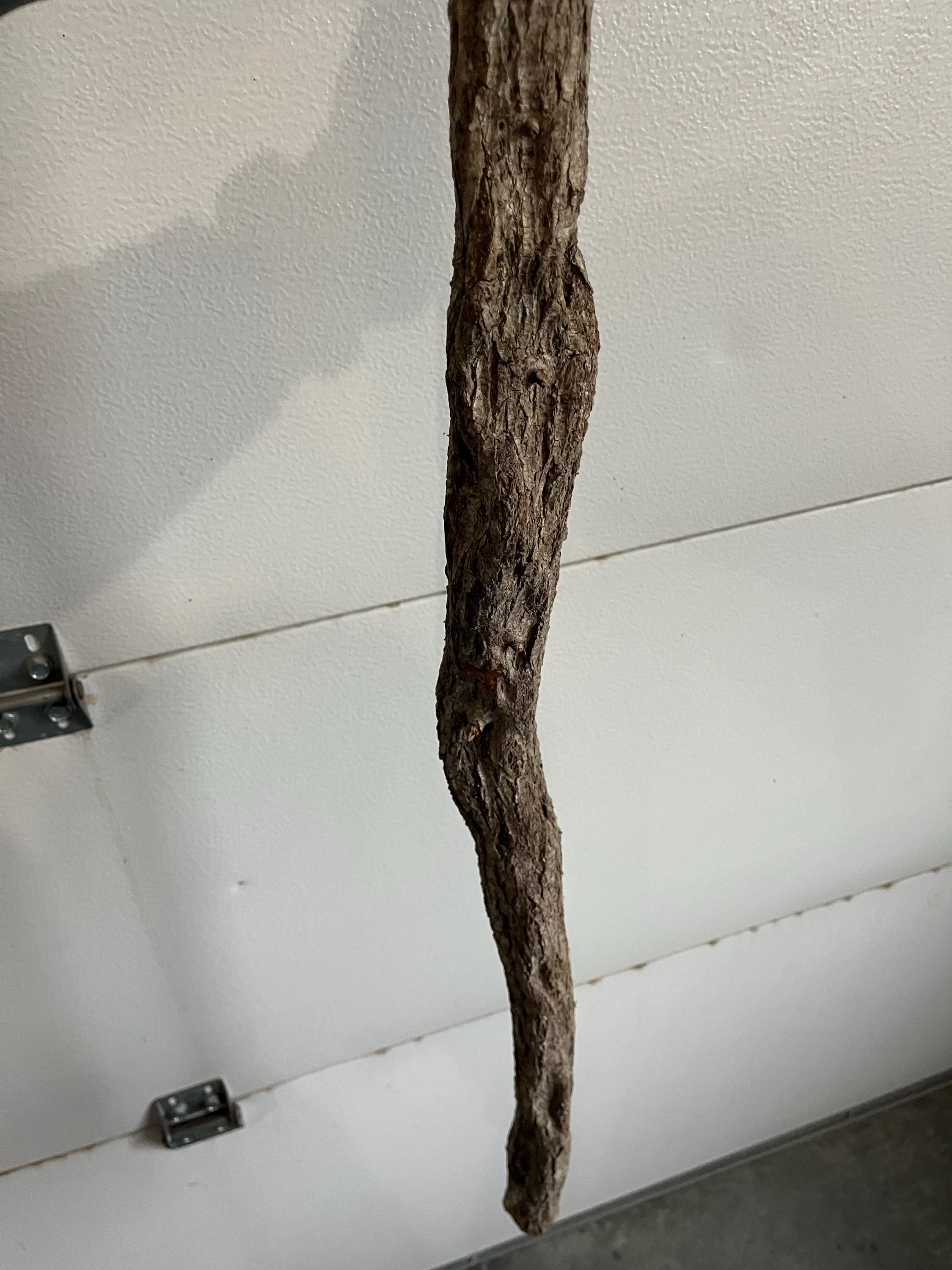Diamond Willow Staff: 58" Walking Stick, 'you Carve' Cane, Twisted ...