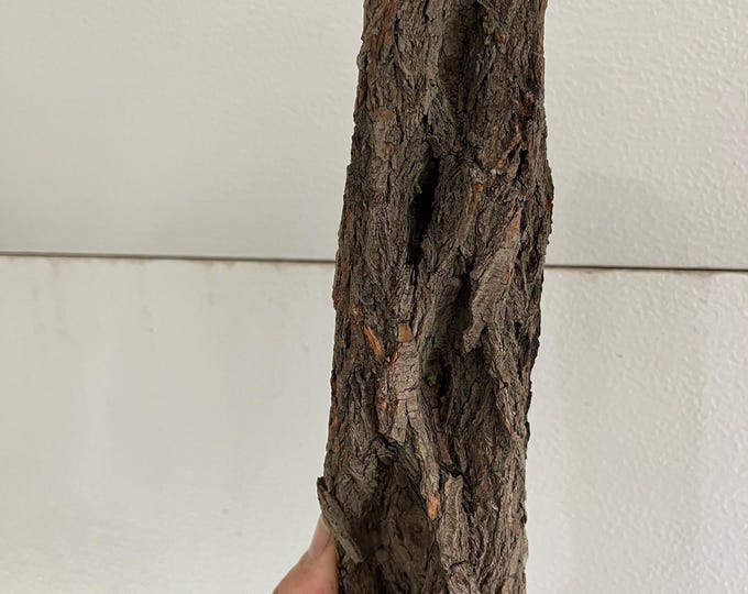 Diamond Willow Cane (GORGEOUS STUNNER): 39" Wood CARVING Blank, Walking ...