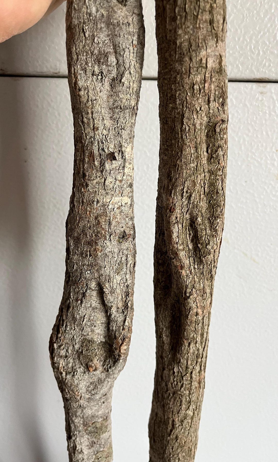 Diamond Willow (2~YOU Carve Trekking Sticks) Walking Stick, Woodworking ...