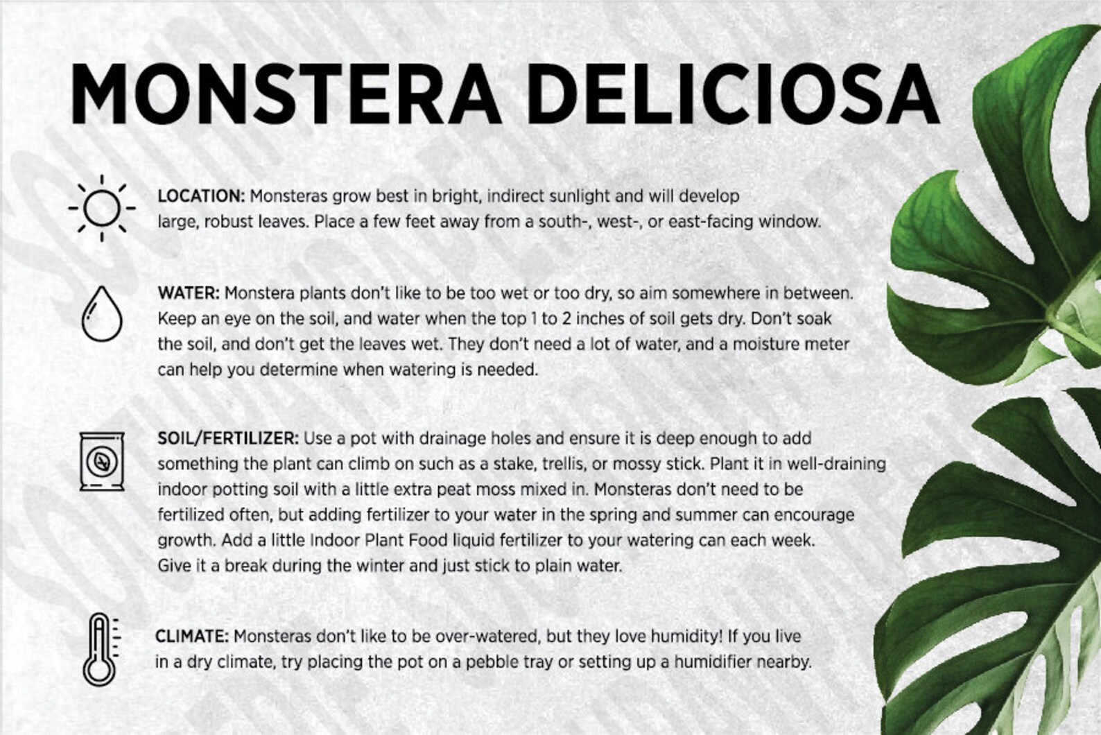 Monstera Plant Care Card Template | DOWNLOAD, EDIT, & PRINT - Etsy
