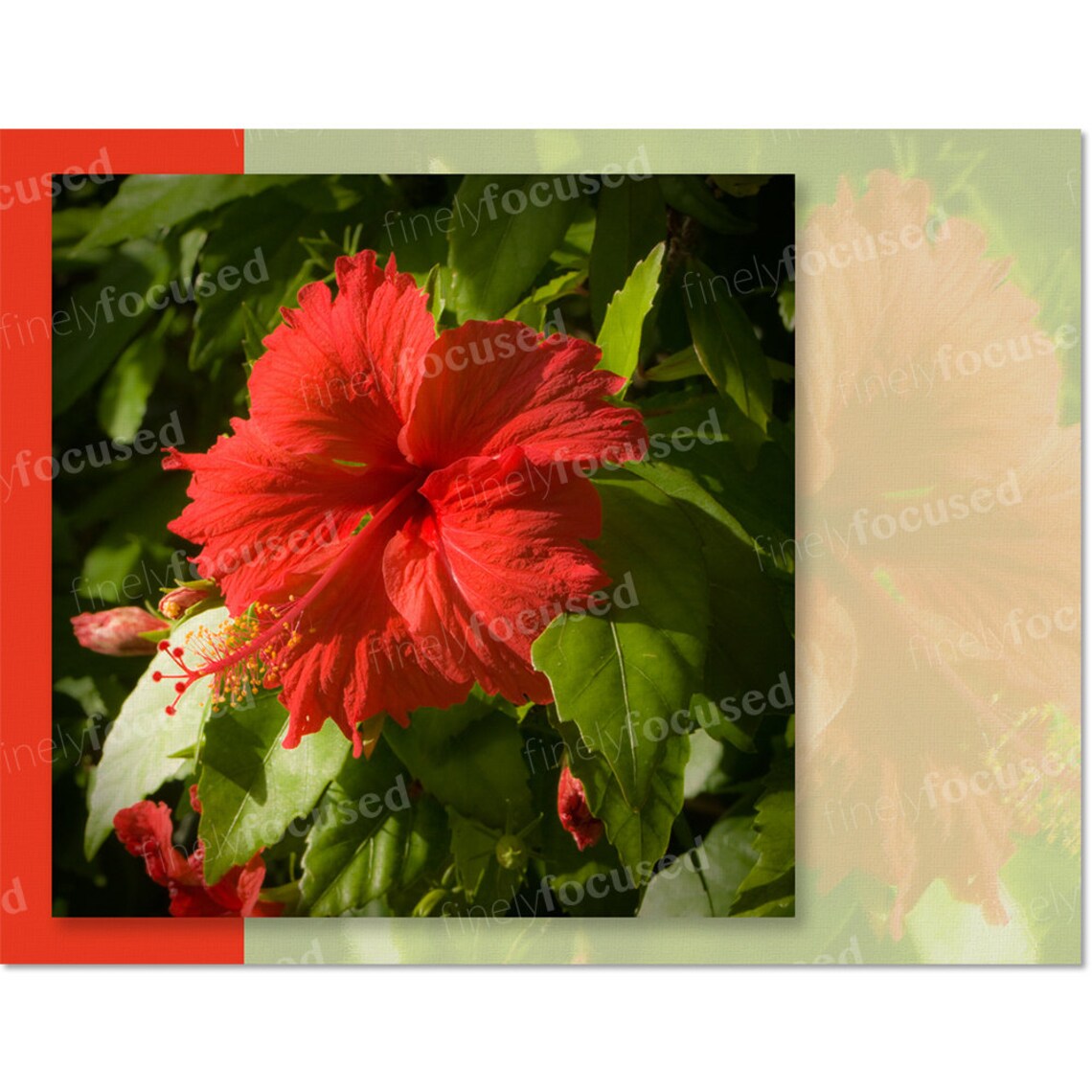 NOTE CARDS Color Photo 3 Pack A Sunlit Treat for the Soul From the ...