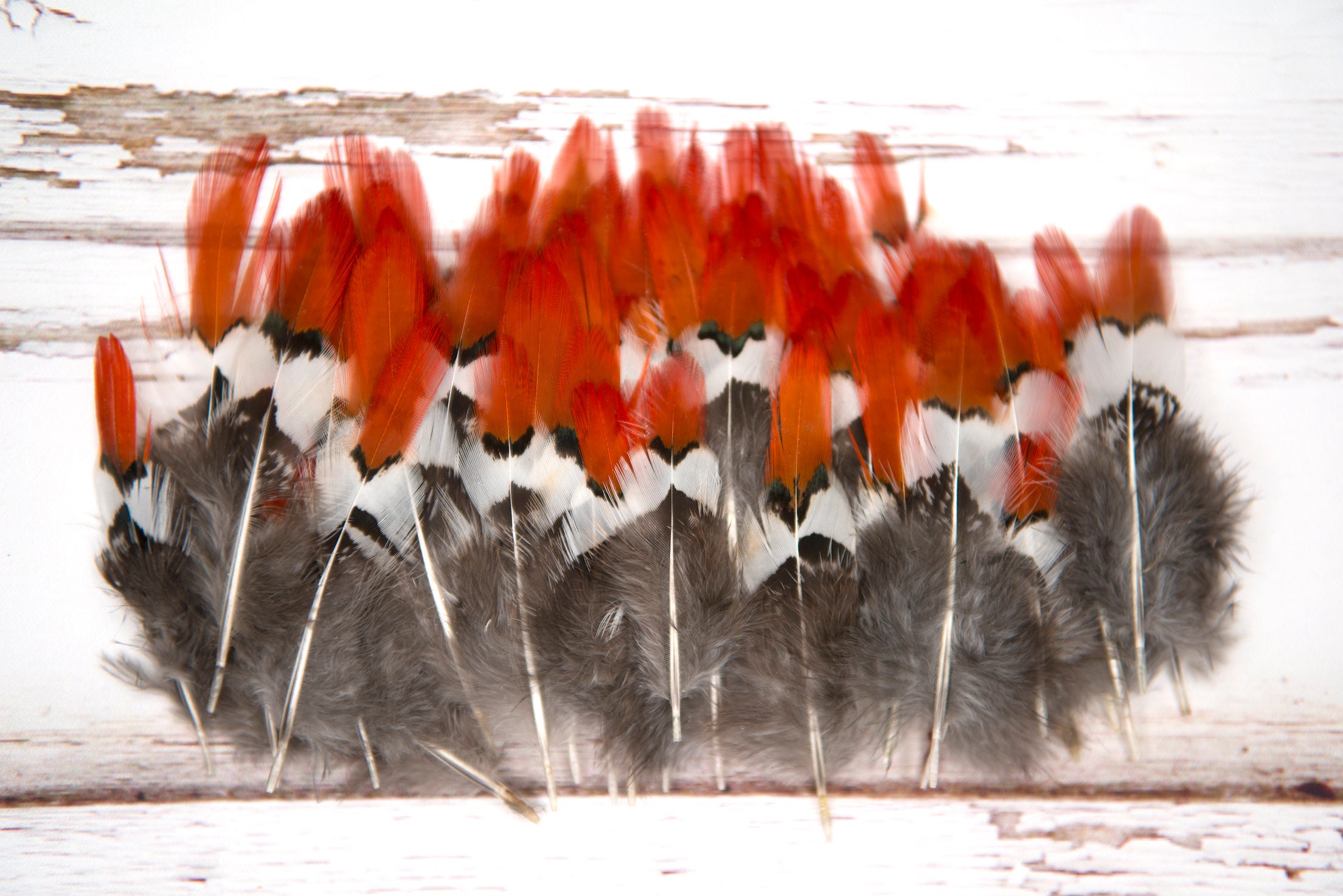 Lady Amherst Fasan Federn schwarz weiß gestreift rot / | Etsy