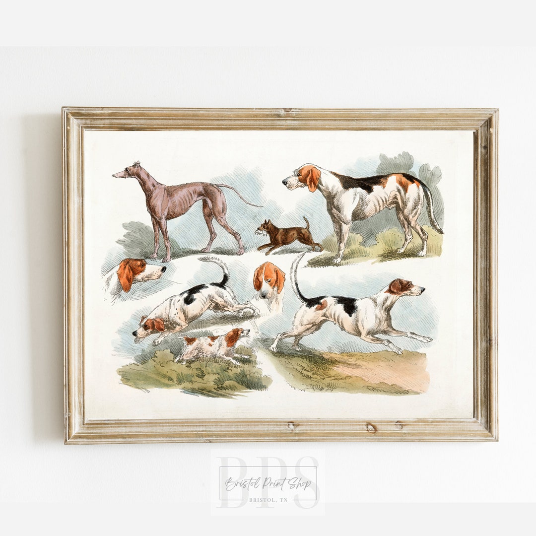 Vintage Hunting Dog Art Antique Setter Wall Art 19th Century ...