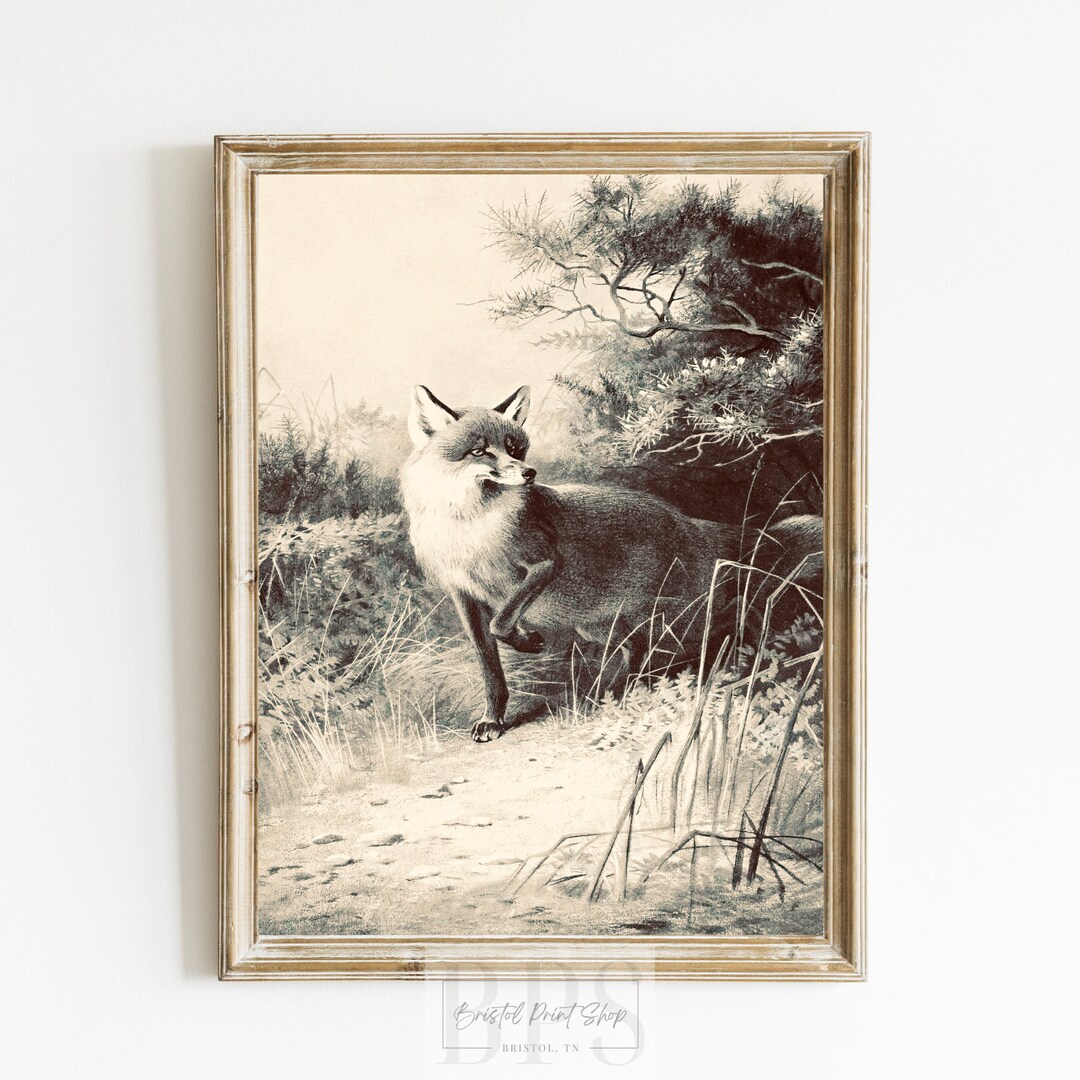 1906 Vintage Fox Drawing Antique Wall Art Woodland Fox - Etsy
