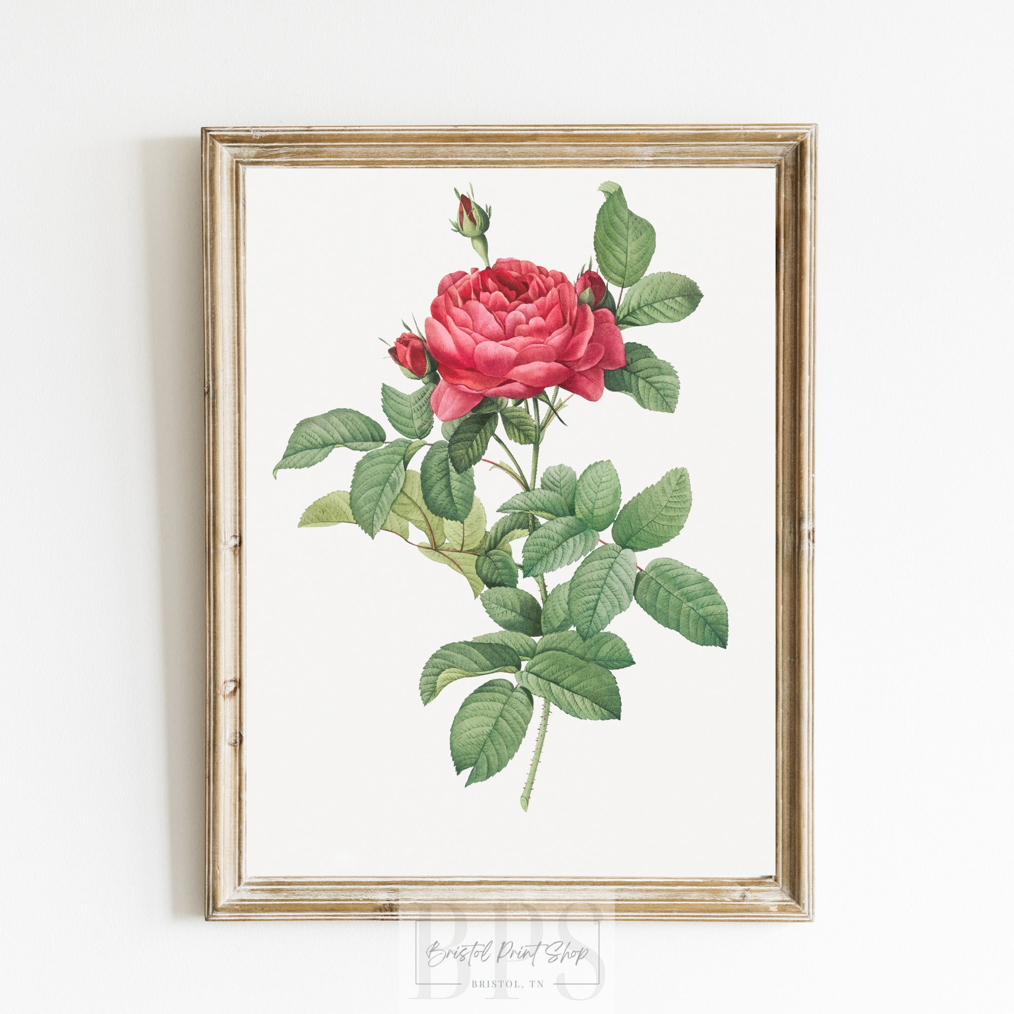 Vintage Roses Gallery Wall Set Botanical Home Decor Pink Rose Print Red ...