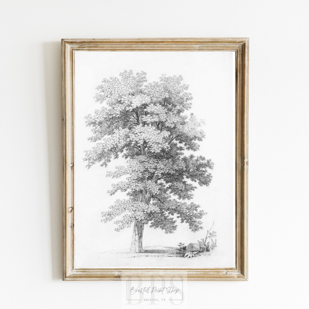 Vintage Tree Drawing 2 Black & White Sketch Antique Wall - Etsy