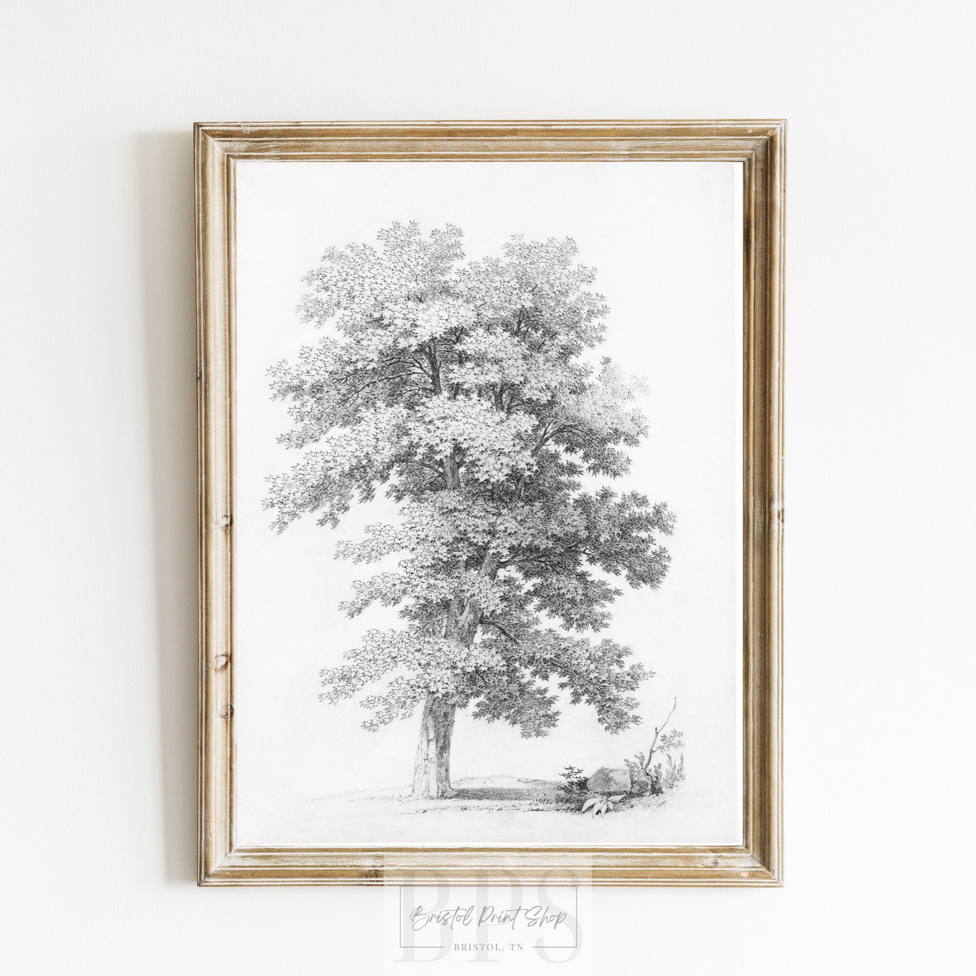 Vintage Tree Drawing 2 Black & White Sketch Antique Wall - Etsy