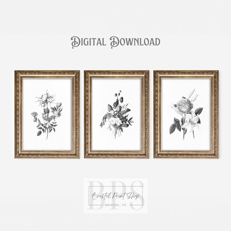 Vintage Botanical Print | Black and White Art | 19th Century ...
