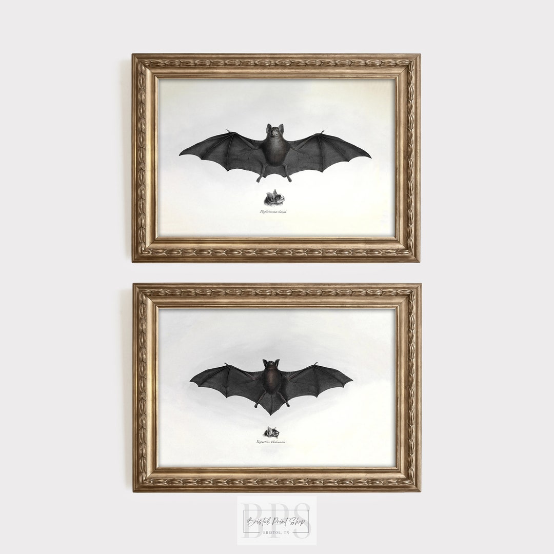 Vintage Bat Art Print Set | Dark Academia Zoology Illustration | Gothic ...