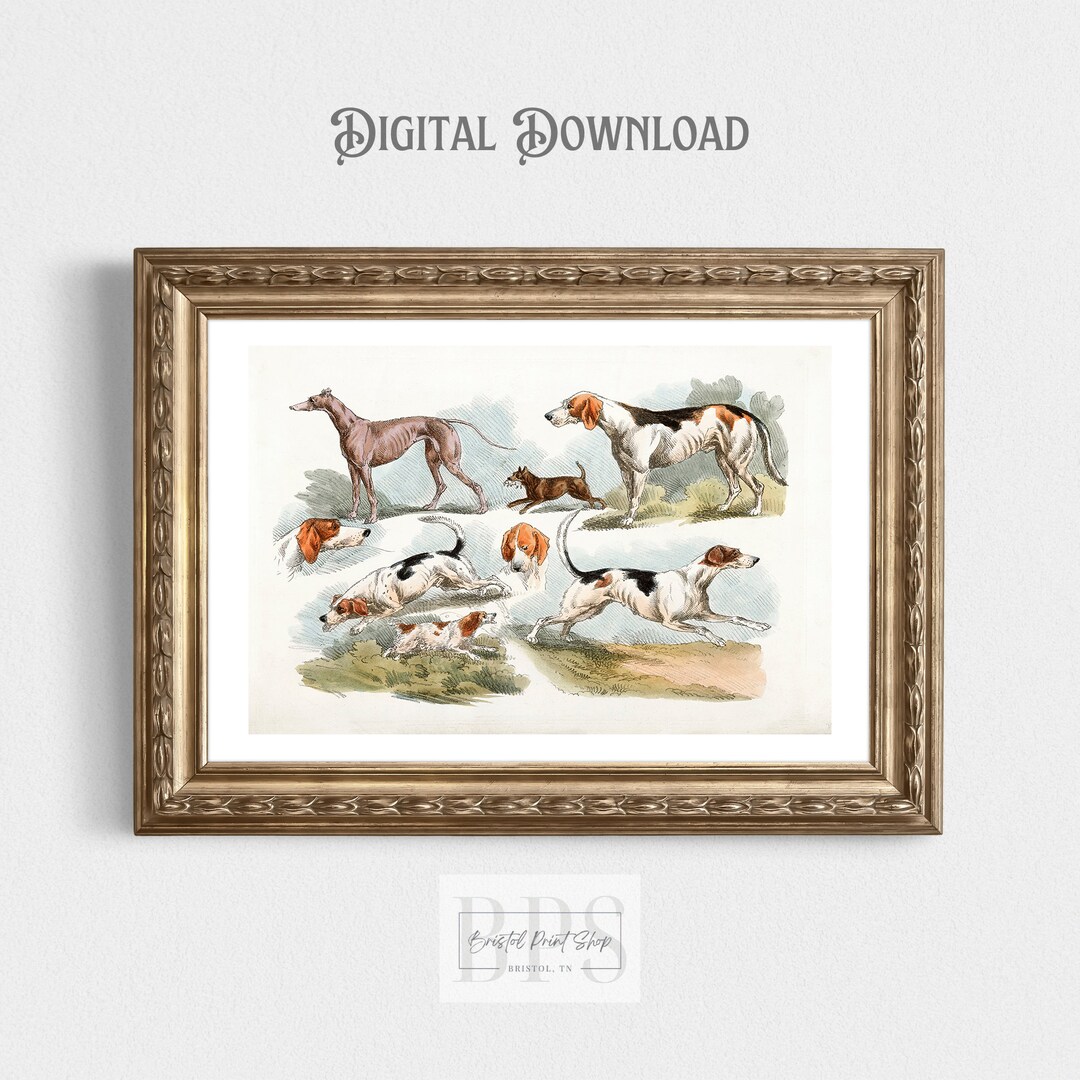 Vintage Hunting Dog Art | Antique Setter Wall Art | 19th Century ...