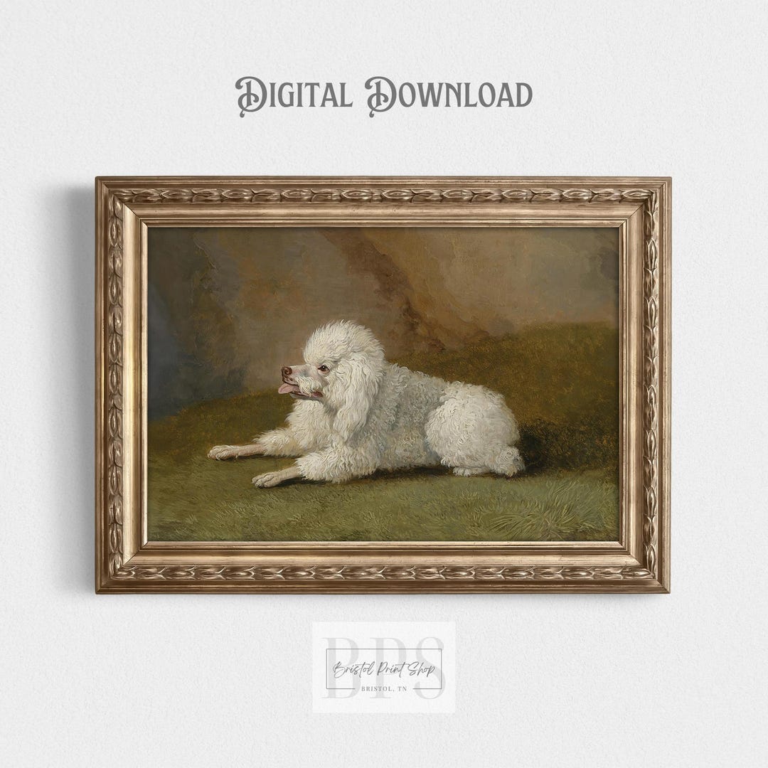 1795 Vintage Poodle Art Print | Adorable Sassy White Poodle Portrait ...