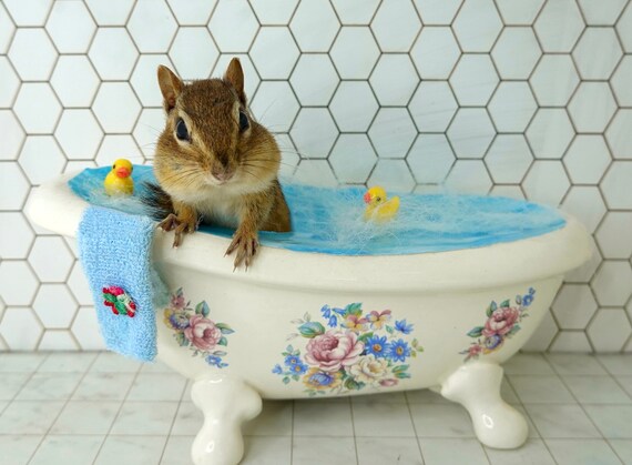 Chipmunk Bath Notecard - Etsy