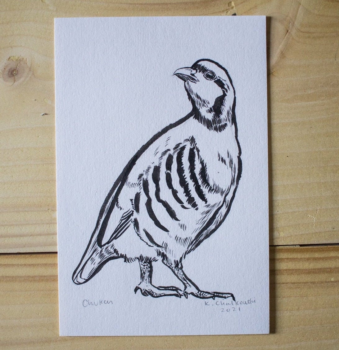 Pen & Ink Art & Collectibles Drawing & Illustration Bird home decor 4x6 ...