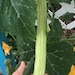 Tromboncino Rampicante Huge Italian Heirloom Zucchini Squash - Etsy