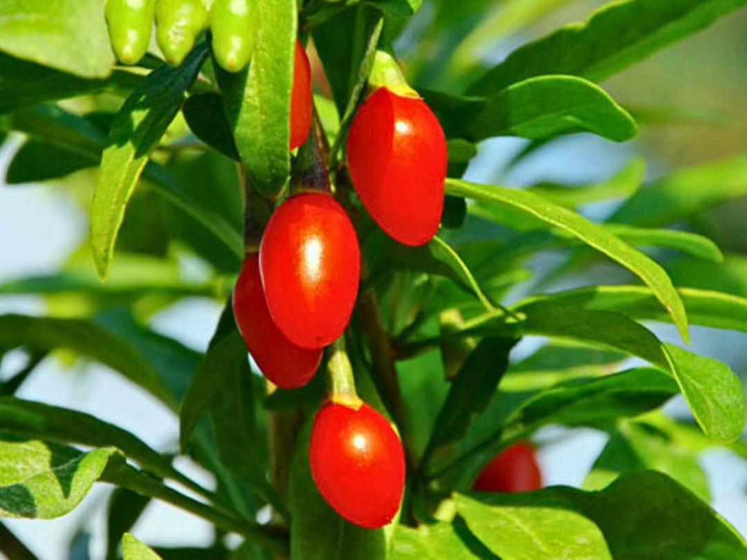 Live Red Goji Berry Aka Wolfberry Plant - Self Fertile LIVE Perennial ...