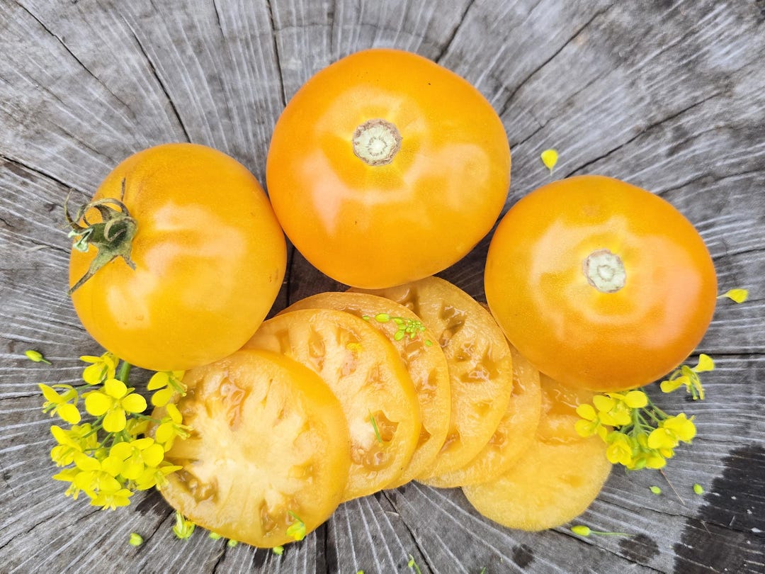 Rare Yellow Genovese Tomato Seeds - Italian Heirloom Yellow Tomato ...