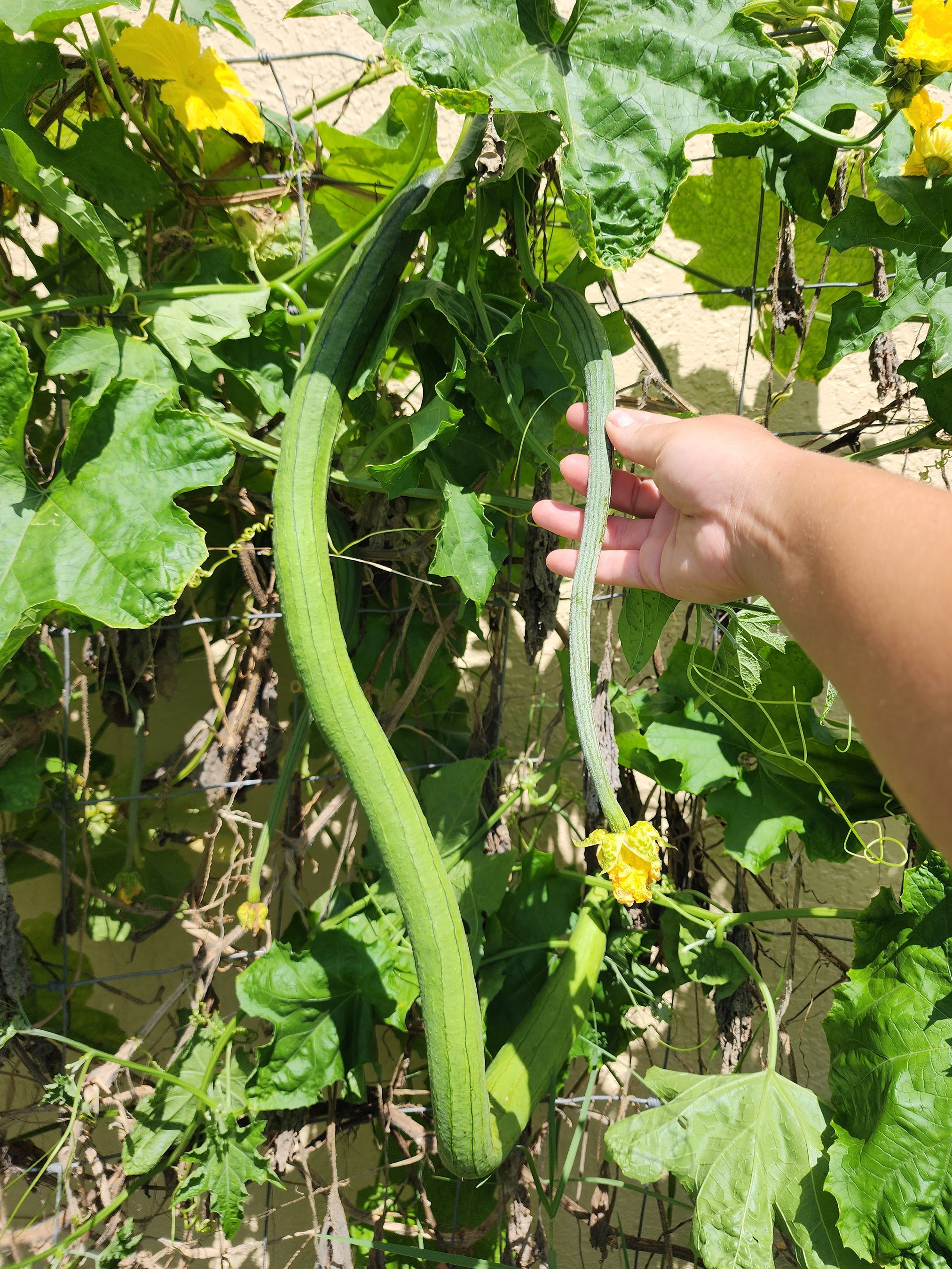 Extra Long Smooth Luffa for Sponges Loofah Gourd Heirloom Vegetable ...