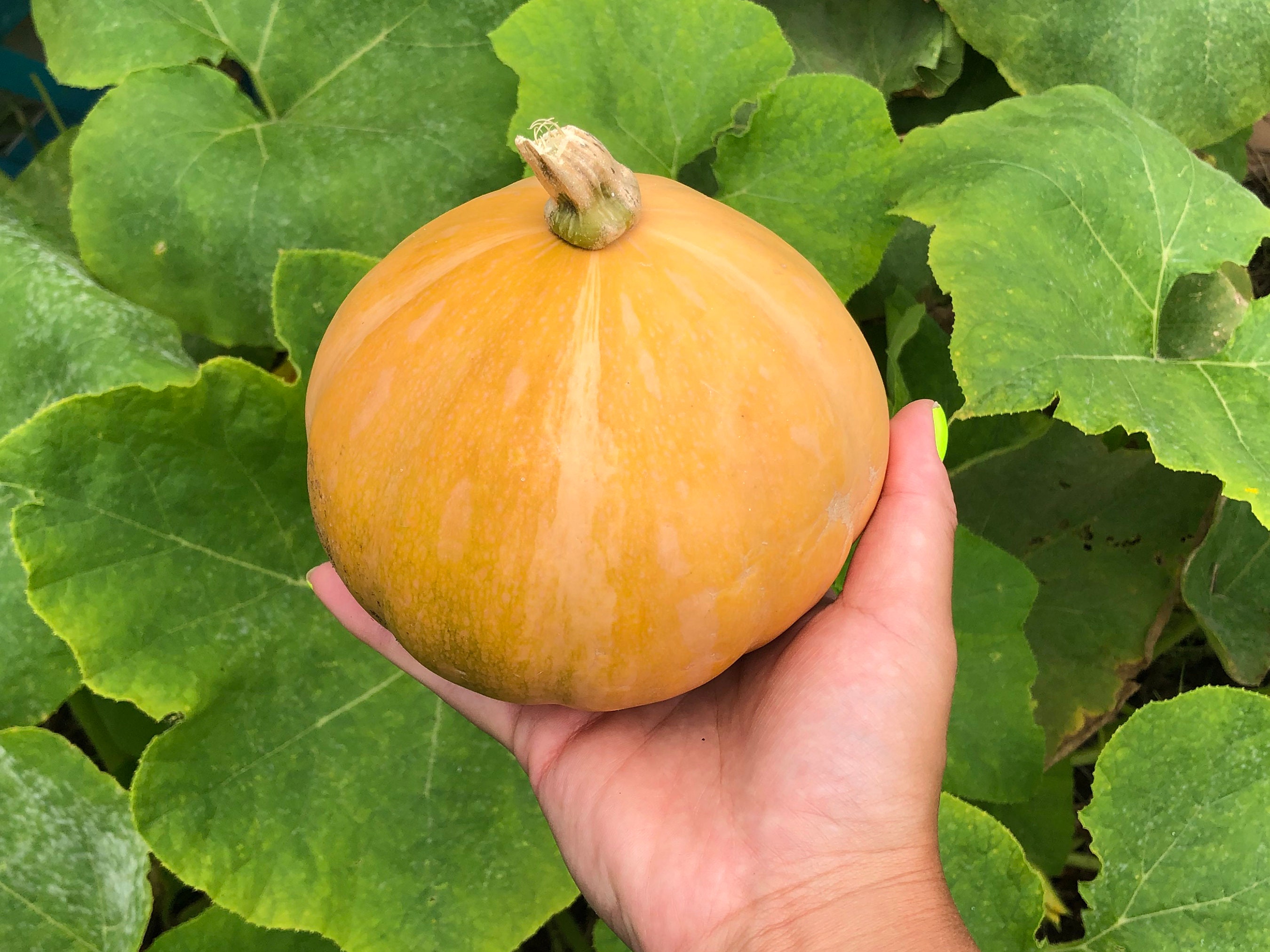 Seminole Pumpkin Florida Native Heirloom Vegetable Seeds - Etsy