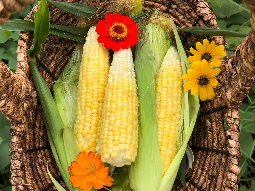 Golden Bantam Yellow Sweet Corn Heirloom Vegetable Seeds - Etsy