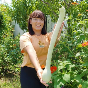 Tromboncino Rampicante Huge Italian Heirloom Zucchini Squash Vegetable ...