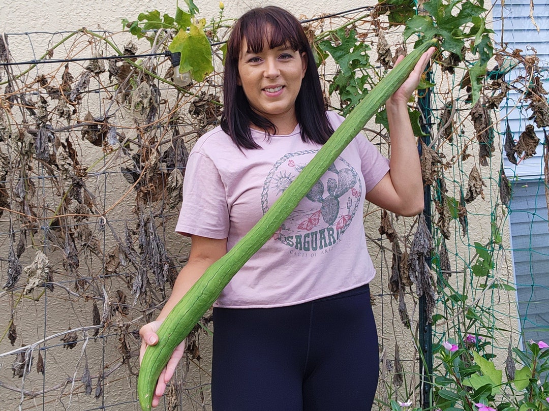 Extra Long Smooth Luffa for Sponges Loofah Gourd Heirloom Vegetable ...