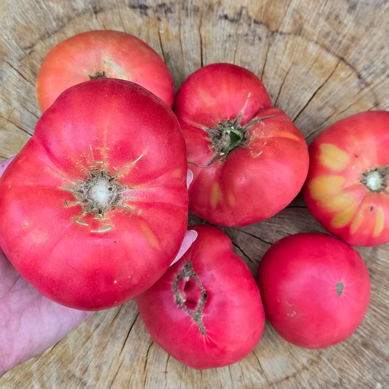 Rare Tomato Seeds - Etsy