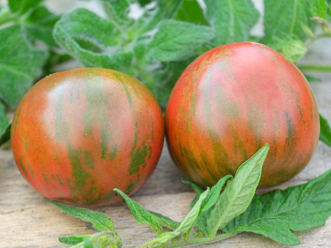 Tigerella Heirloom Tomato Seeds – Red & Orange Striped Cherry Tomato - Etsy