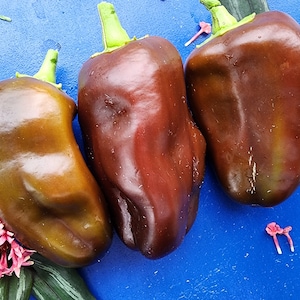 Sweet Chocolate Sweet Bell Pepper Heirloom Vegetable Seeds - Etsy
