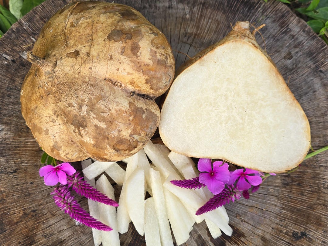 Thai Jicama Root Seeds - Heirloom Vegetable Garden Seeds - Etsy