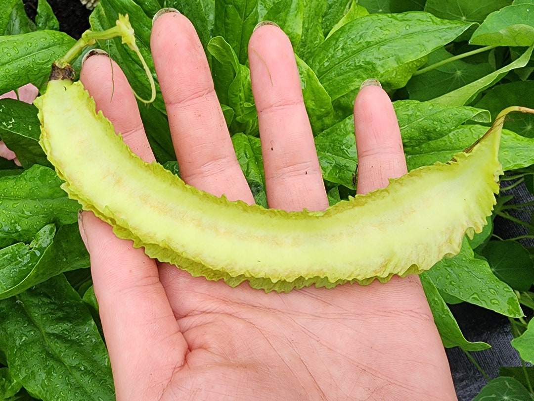 Winged Bean Seeds Aka Dragon Bean Heirloom Bean Vegetable Seeds - Etsy