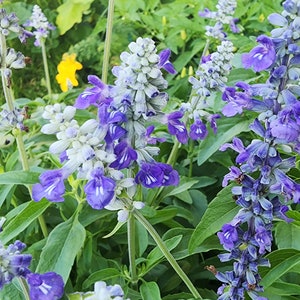 Blue Sage Salvia Native Wildflower Heirloom Seeds for Pollinators ...