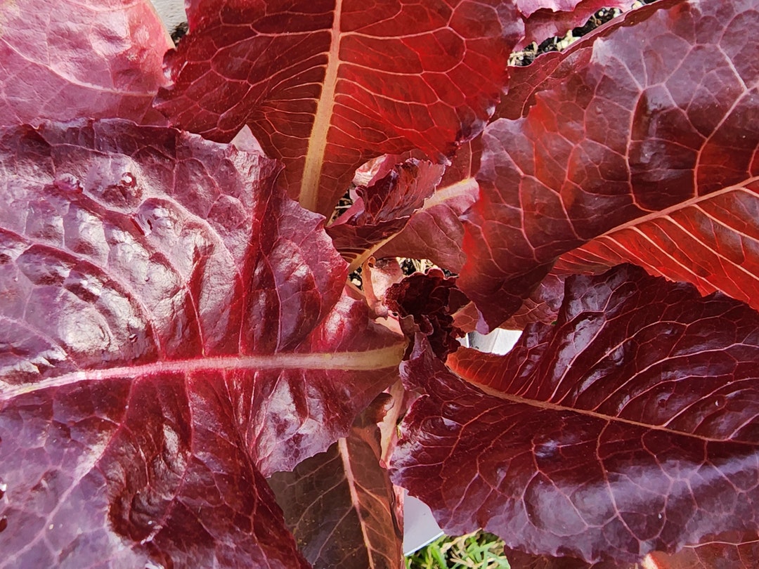 Super Red Romaine Lettuce Heirloom Vegetable Seeds - Etsy