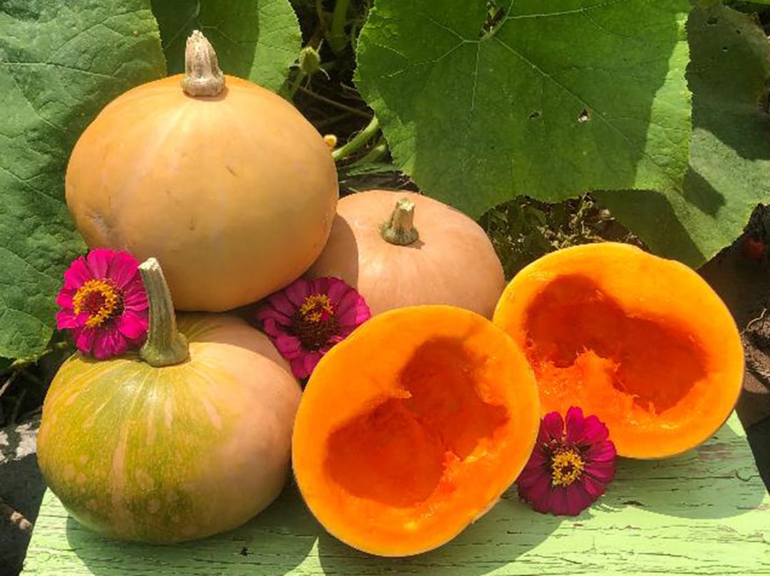 Seminole Pumpkin Florida Native Heirloom Vegetable Seeds - Etsy
