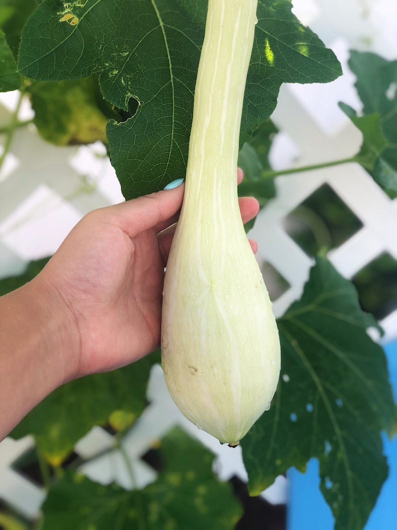 Tromboncino Rampicante Huge Italian Heirloom Zucchini Squash - Etsy