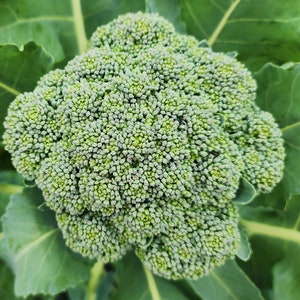 Di Cicco Italian Heading Broccoli Heirloom Vegetable Seeds - Etsy