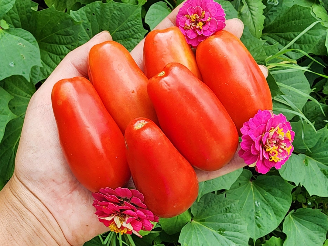 Ten Fingers of Naples Tomato Seeds - Heirloom Roma Sauce/paste Determinate Tomato Vegetable ...