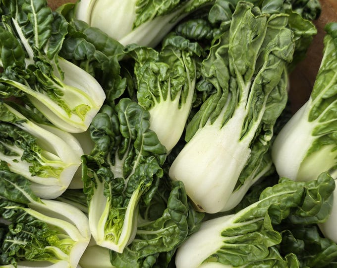 500 White Stem Baby Pak Choi Seeds, Nail Bai Cai, Dwarf Bok Choy, Asian ...