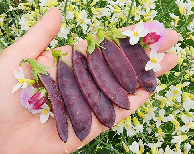 King Tut Purple Podded Pea Heirloom Vegetable Garden Seeds - Etsy
