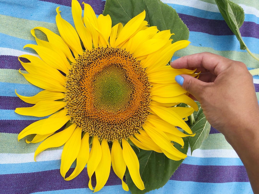 Heirloom Giant Mammoth Sunflower Seeds – Easy to Grow & Impressive ...