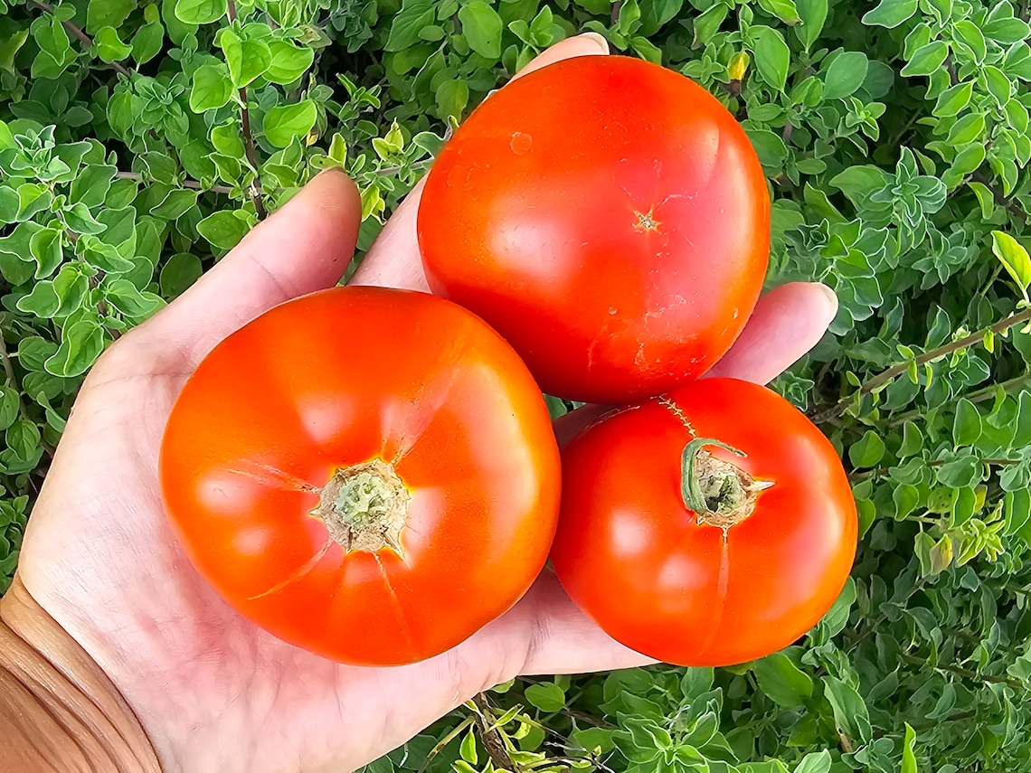 Marglobe Heat Tolerant Red Heirloom Tomato Vegetable Seeds - Etsy