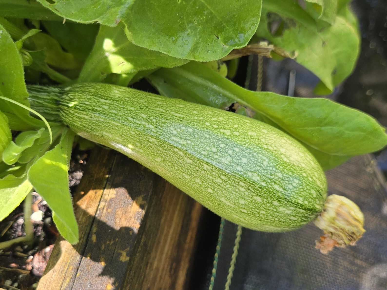 Grey Zucchini Seeds - Heirloom Non-gmo Summer Squash | High-yield ...