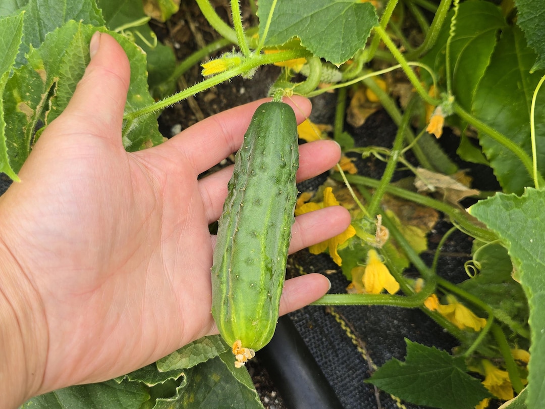 Heirloom Spacemaster Cucumber Seeds – Compact Bush Variety Perfect for ...