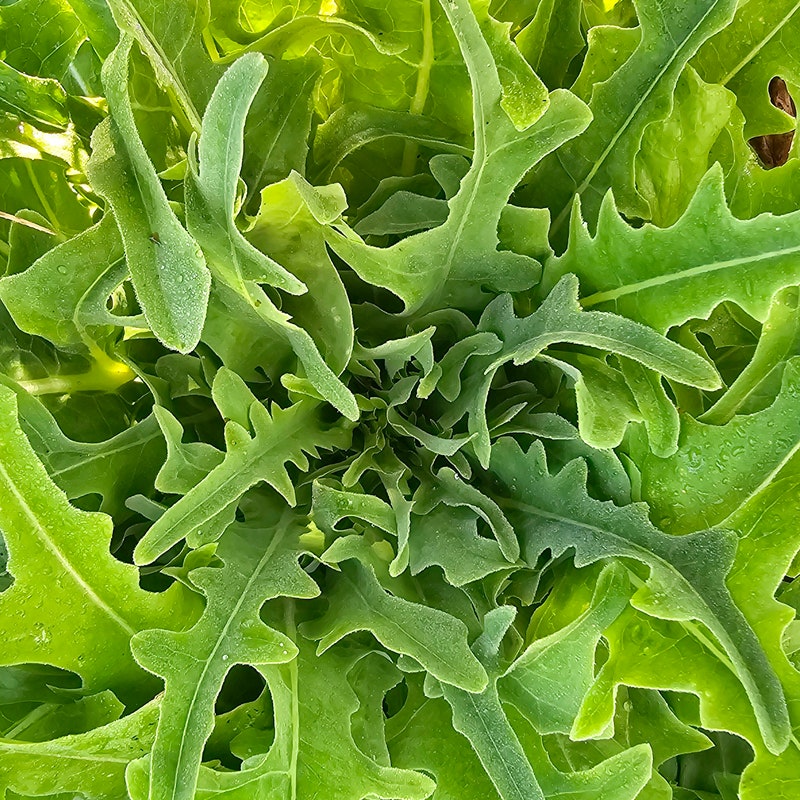 Leaf Lettuce - Etsy