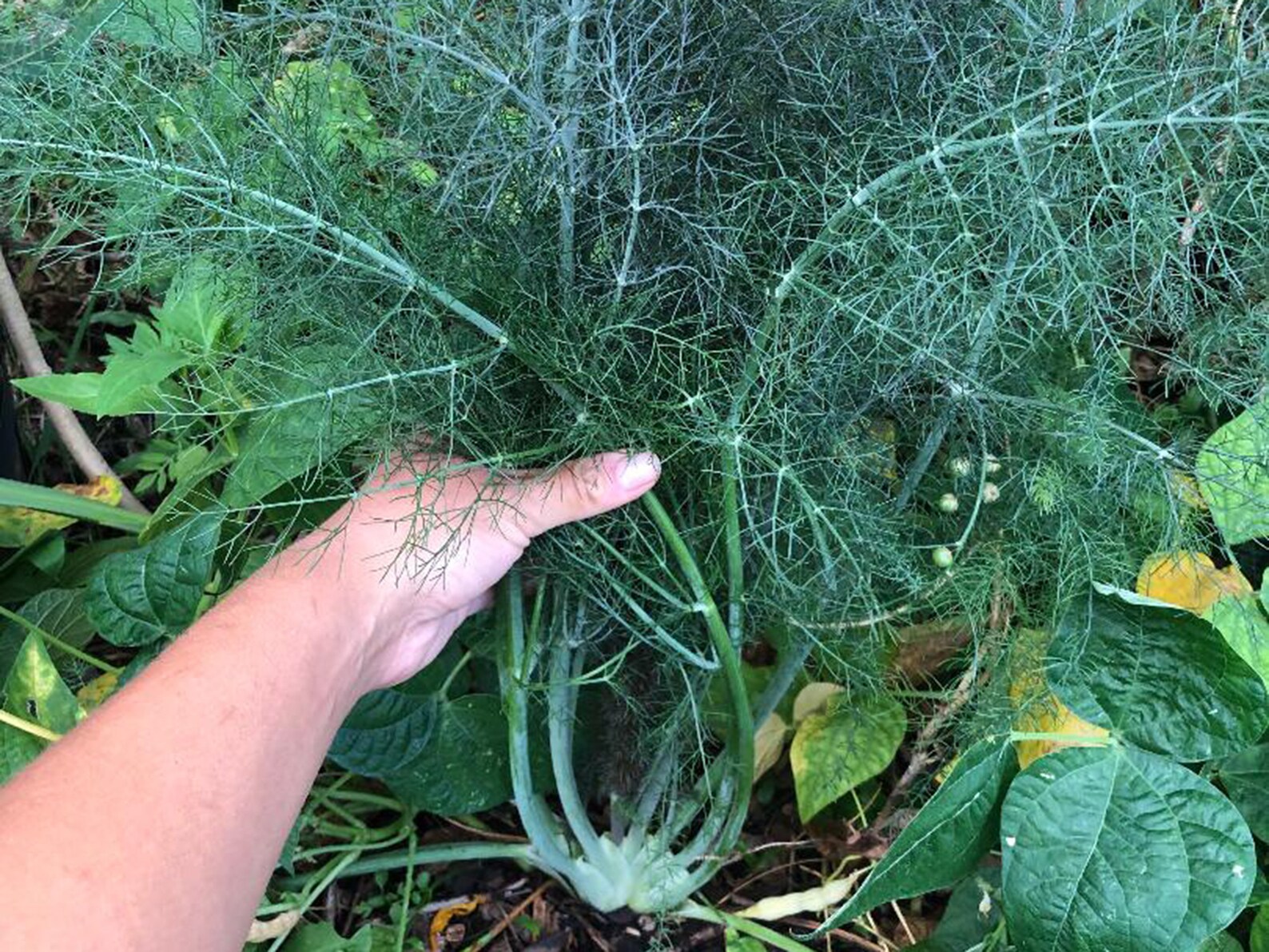 Bronze Fennel Herb Seeds - Vegetable & Butterfly Host Plant Heirloom ...