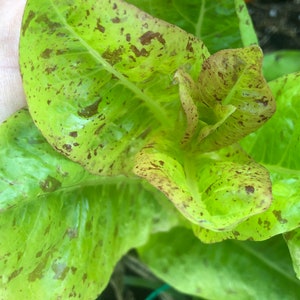 Freckles Romaine Lettuce Heirloom Vegetable Seeds - Etsy