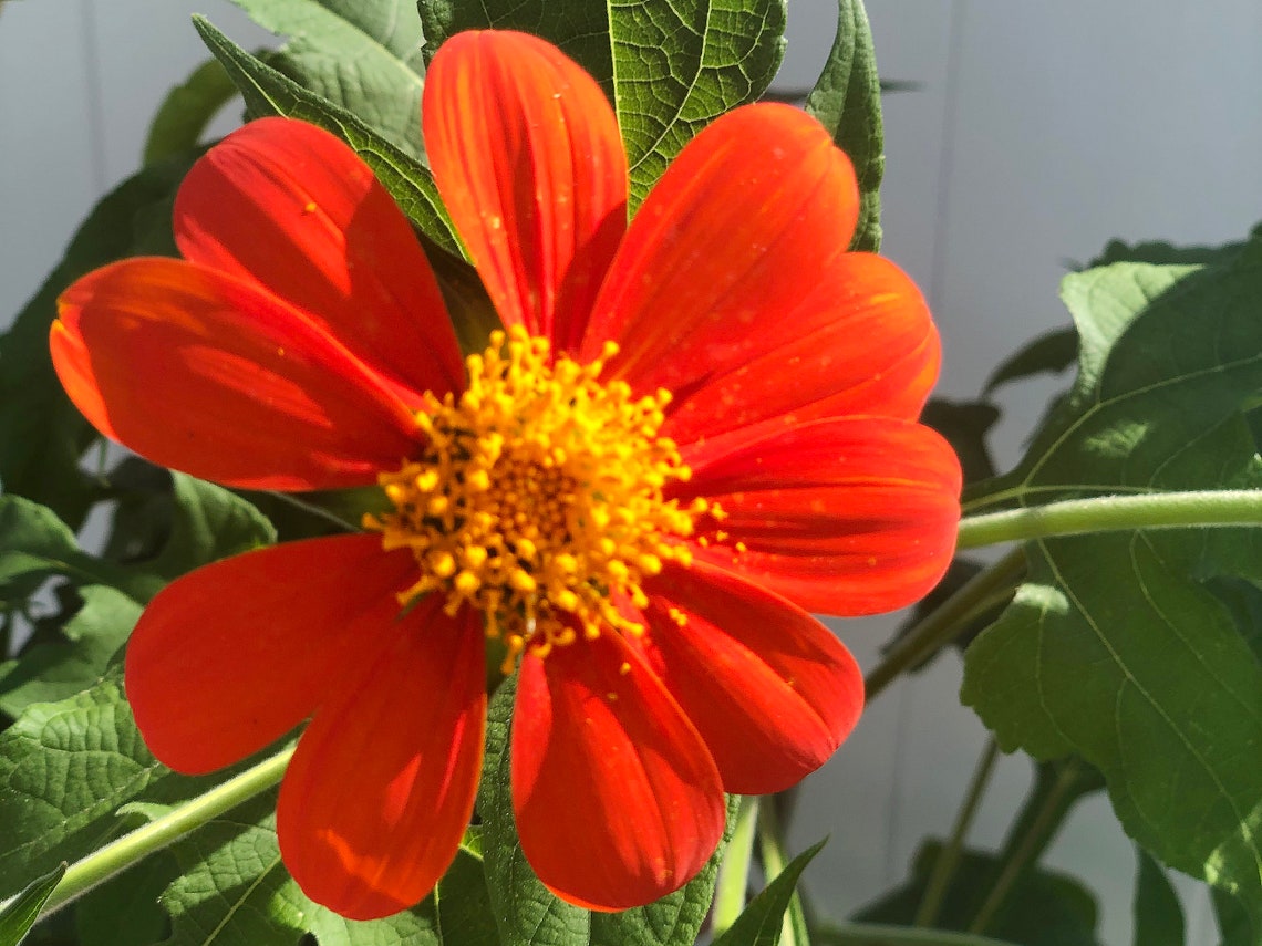 Dwarf Mexican Sunflower Seeds Aka Orange Tithonia Heirloom Pollinator ...