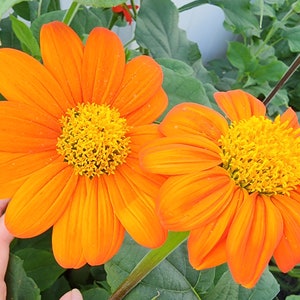Dwarf Mexican Sunflower Seeds Aka Orange Tithonia Heirloom Pollinator ...